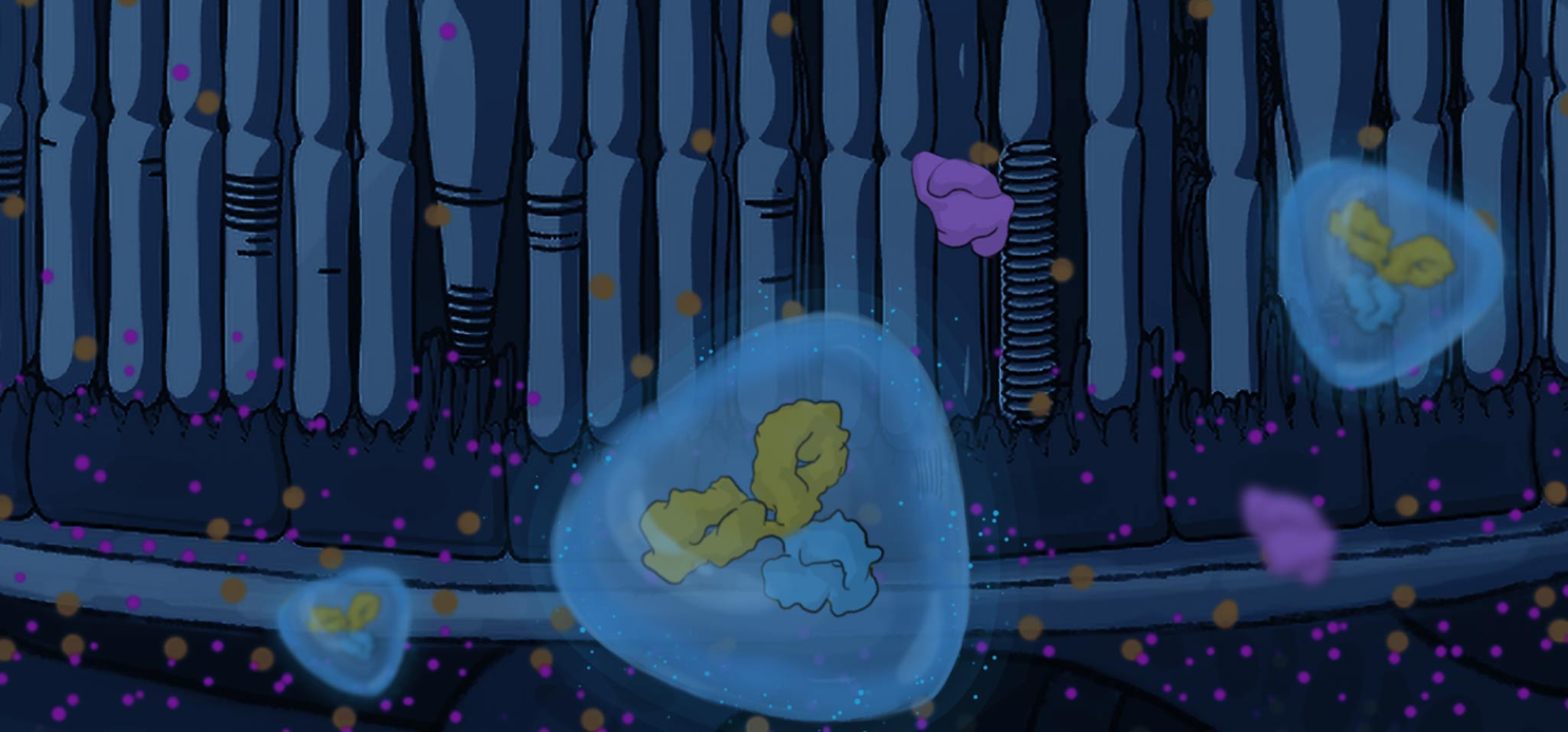 Our Pipeline - Kodiak Sciences